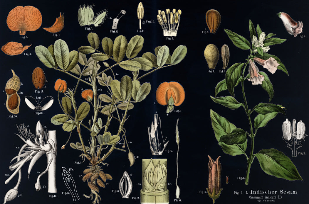 Flora Journals - Vintage Botanical Designs - LeBonJournal