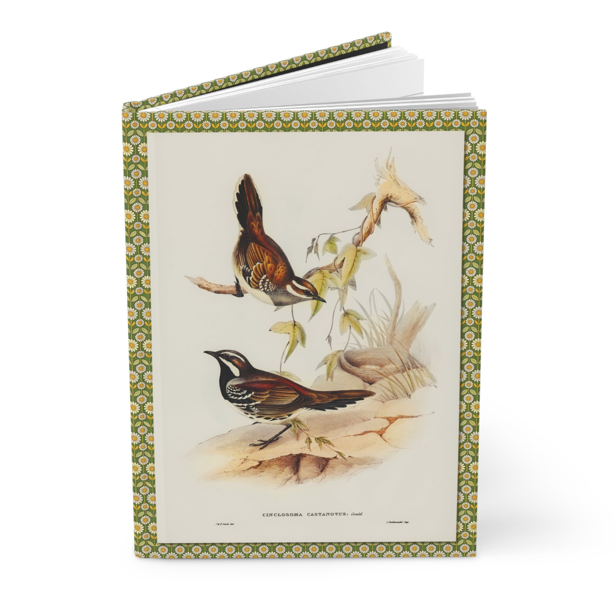 Australian Birds Journal — Elizabeth Gould 1848 Lithographs – LeBonJournal
